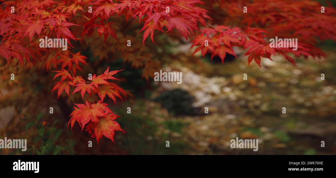 Beautiful autumn leaves that turned red in autumn in Japan. Japanese ...