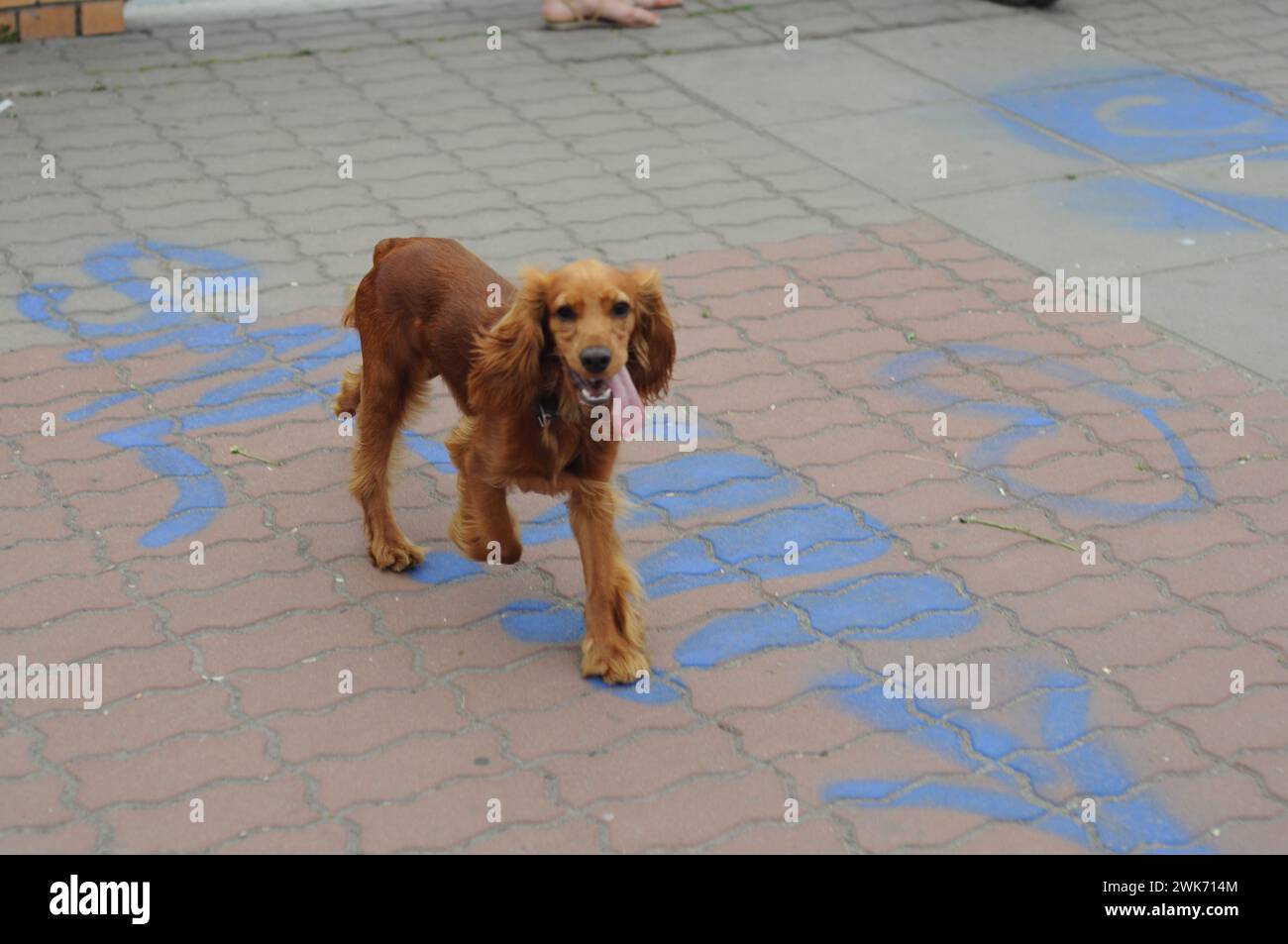 Dog breed spaniel brown color, for a walk. pet running on the sidewalk ...