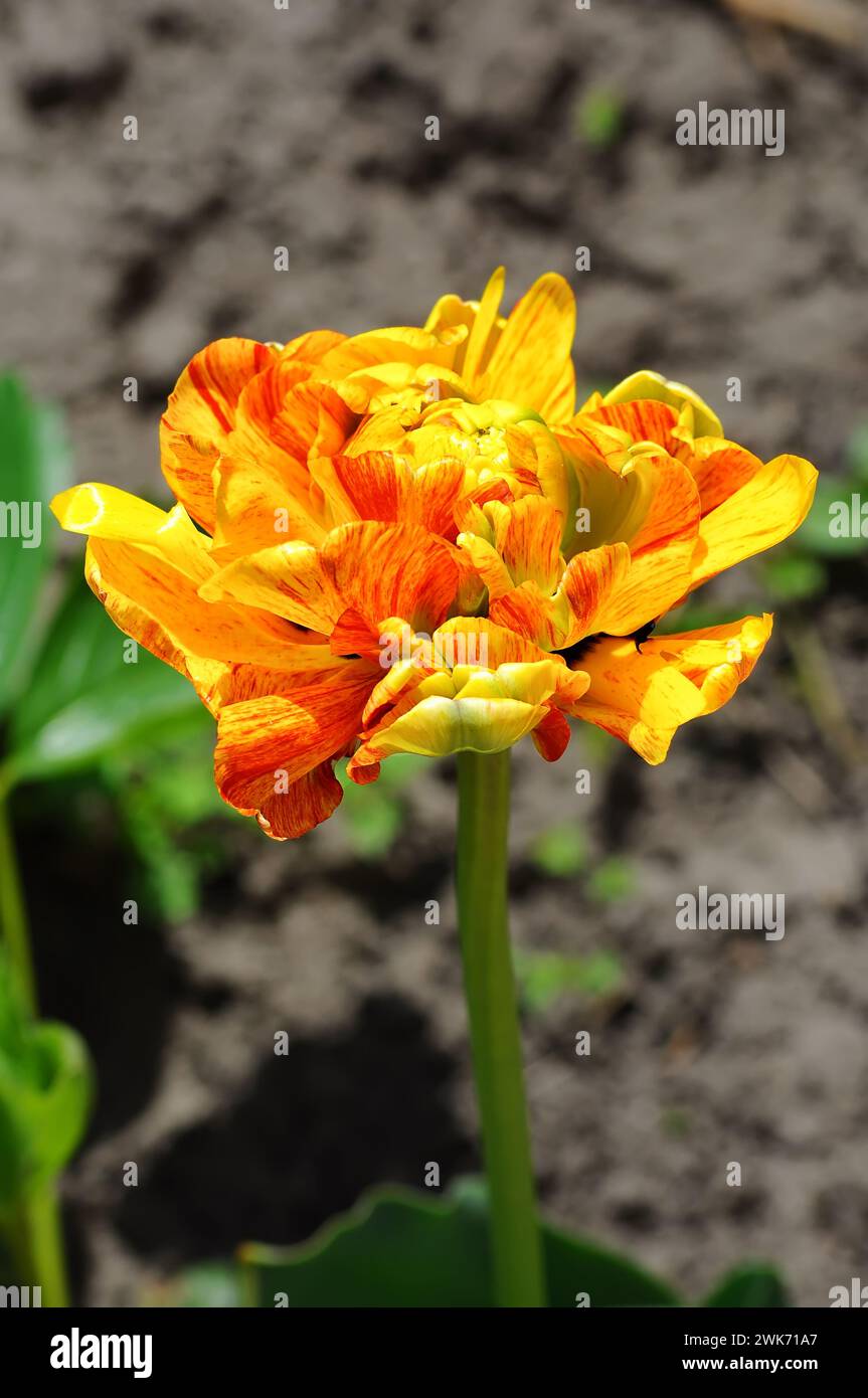 One yelOne yellow tulip flower with red spots in bloomlow tulip flower ...