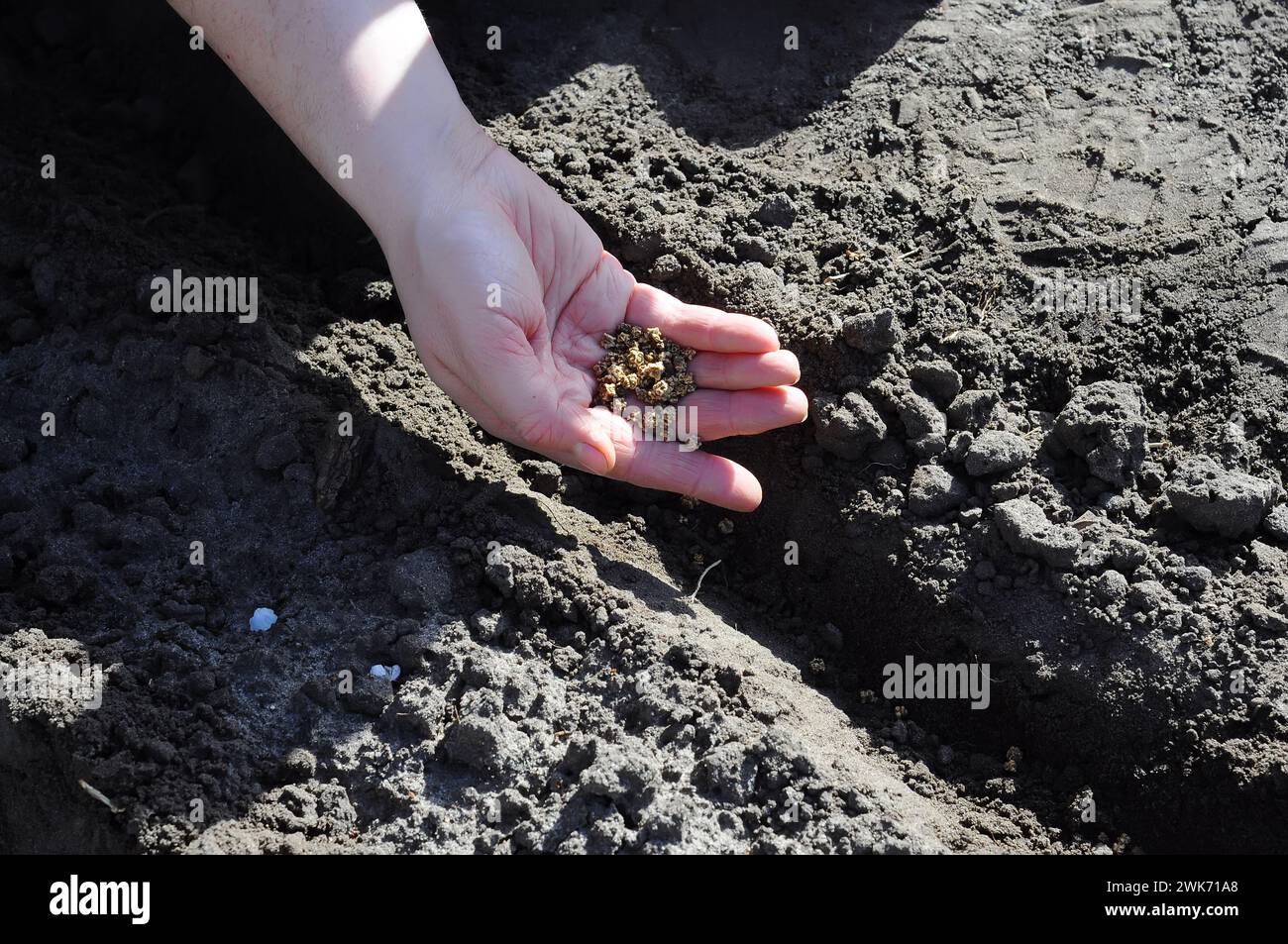 female hand with seeds on earth background. planting plants in the ...