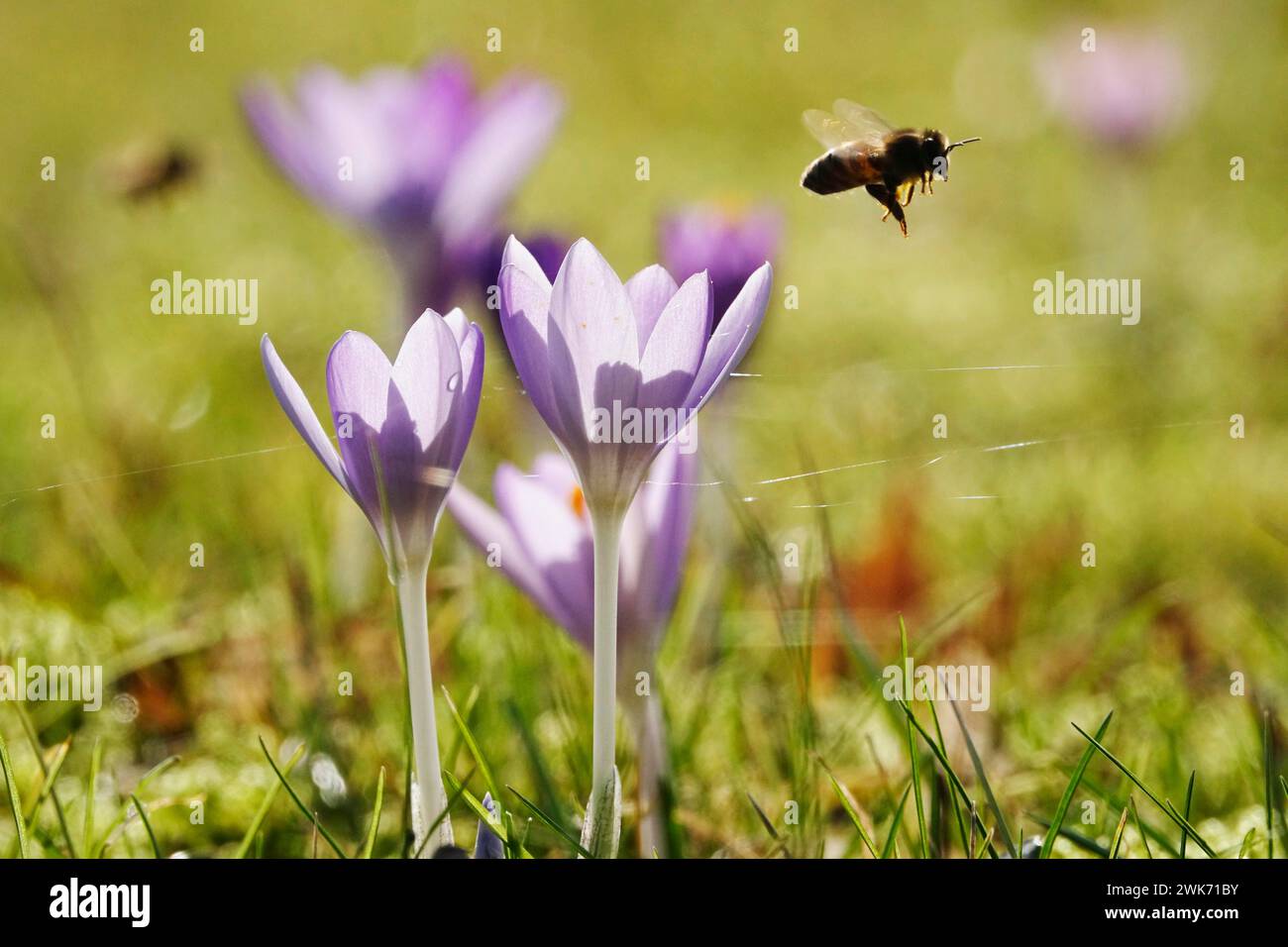 Bees crocus hi-res stock photography and images - Alamy