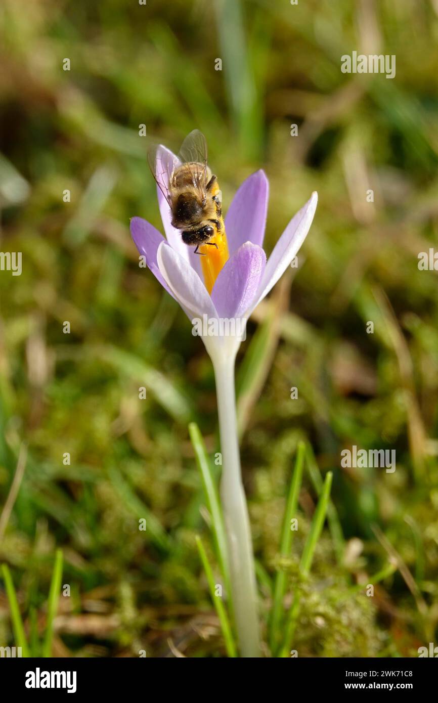 Early crocus bee hi-res stock photography and images - Alamy
