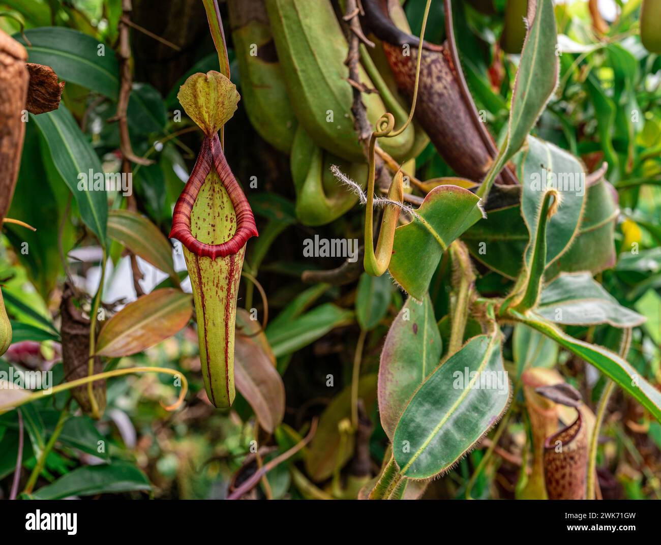 Intriguing Carnivorous Nepenthes, predatory plant species, is depicted ...