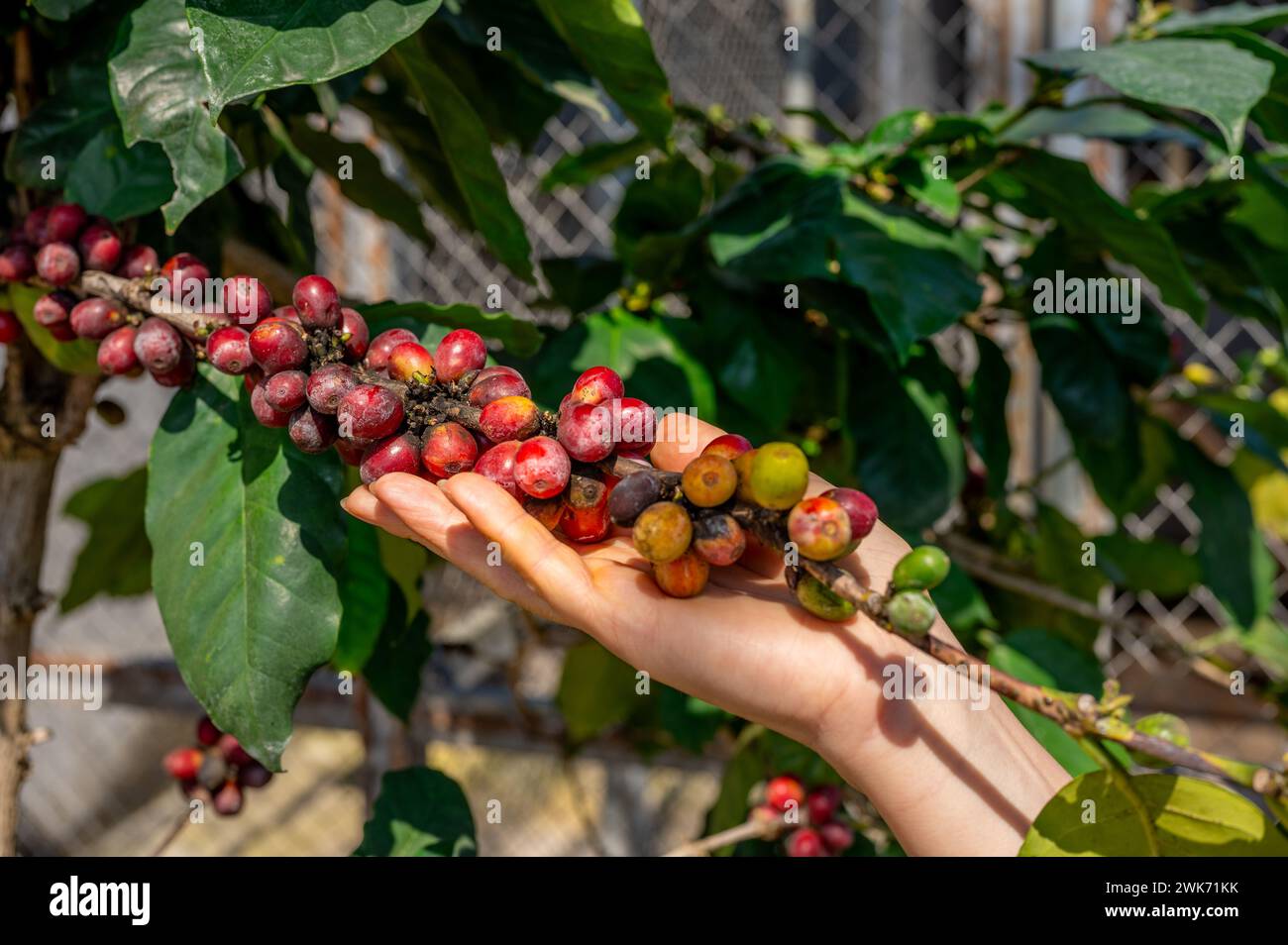image capturing coffee beans in various stages of ripening on branches ...