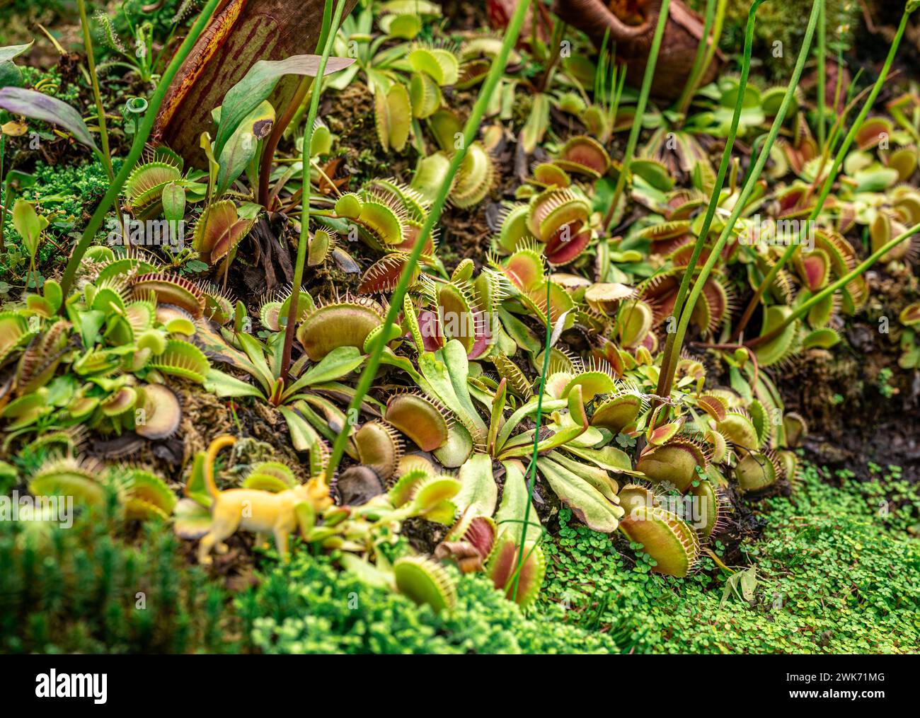 Dionaea, Venus flytrap, predatory plant. intricate details of its ...