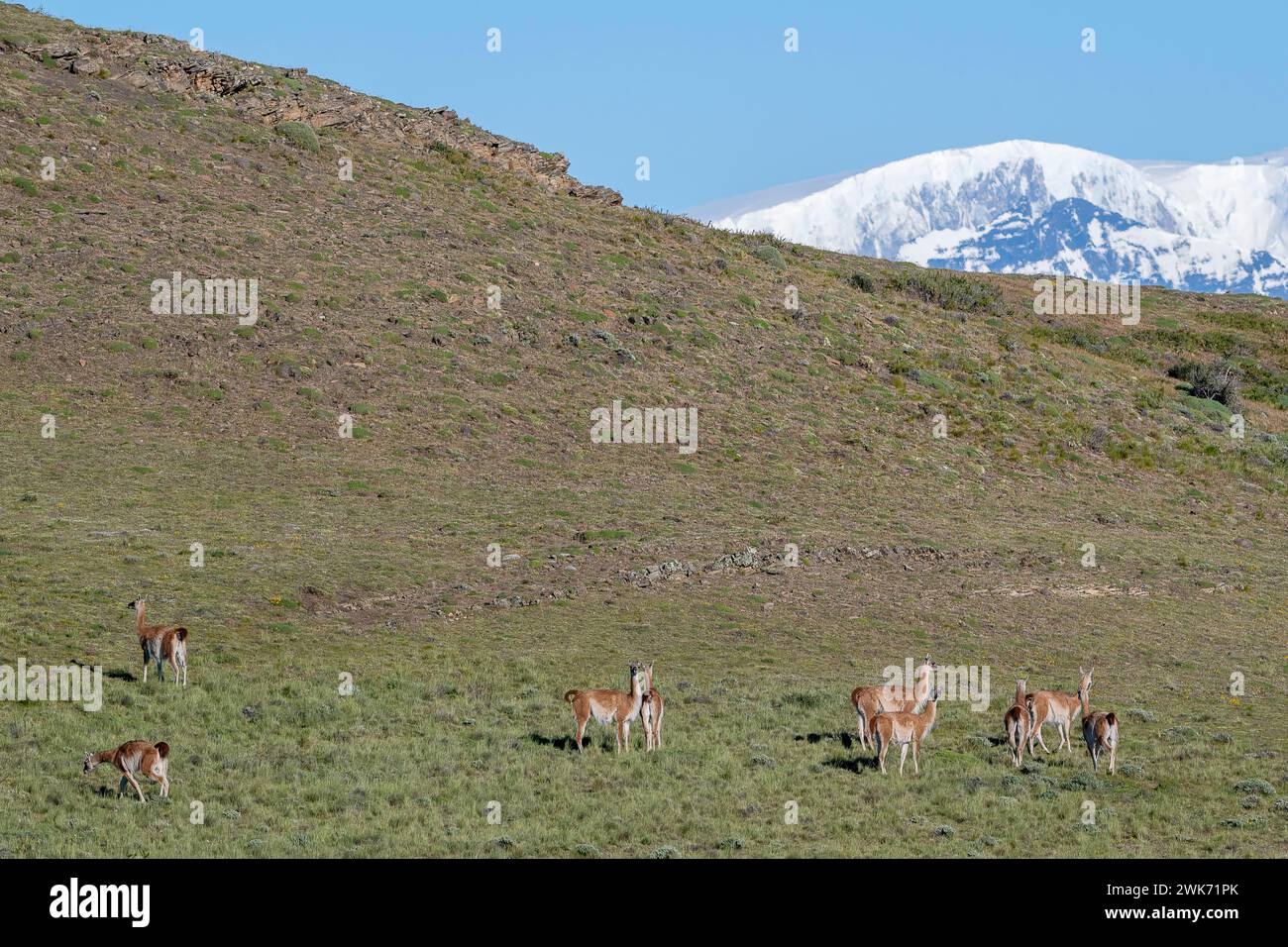 Guanaco (Llama guanicoe), Huanaco, herd, Torres del Paine National Park ...