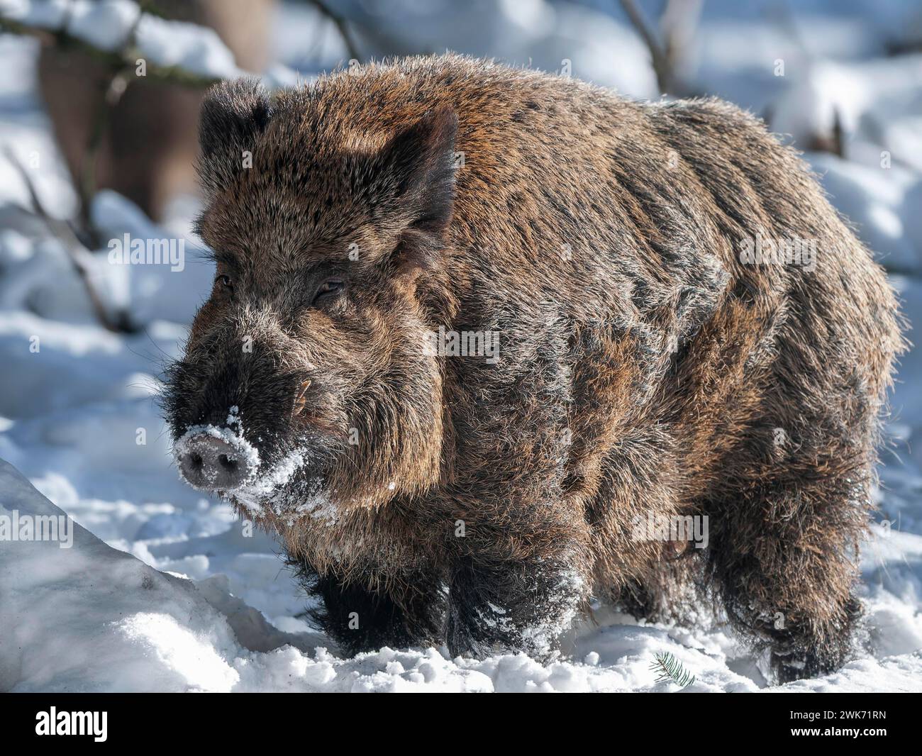 Wild boar, wild boar (Sus scrofa), boar standing in the snow, captive ...