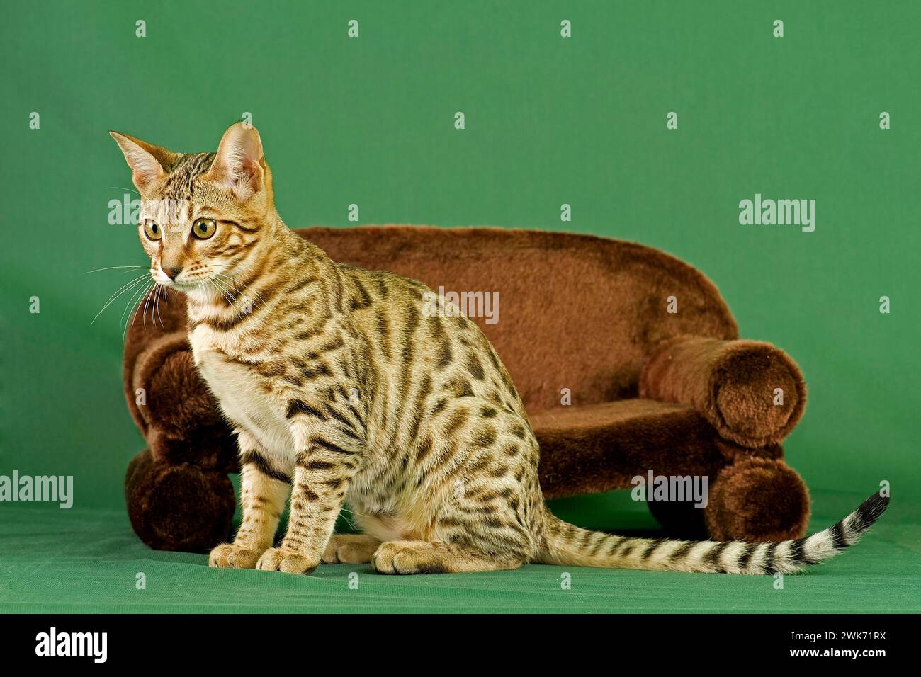 Pedigree cat Savannah, generation F4, studio shot Stock Photo - Alamy