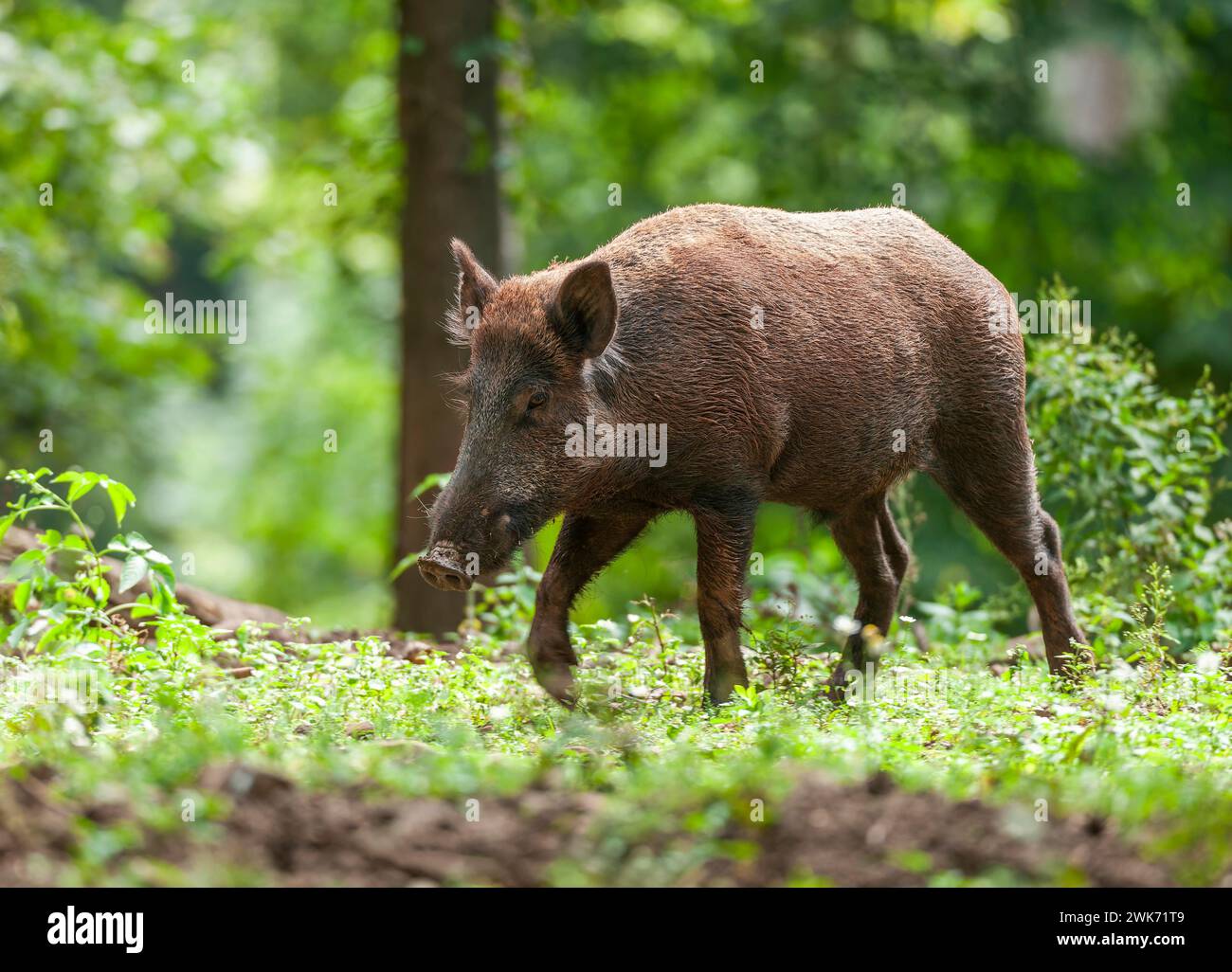 Wild boar, wild boar (Sus scrofa), boar with summer coat, summer rind ...
