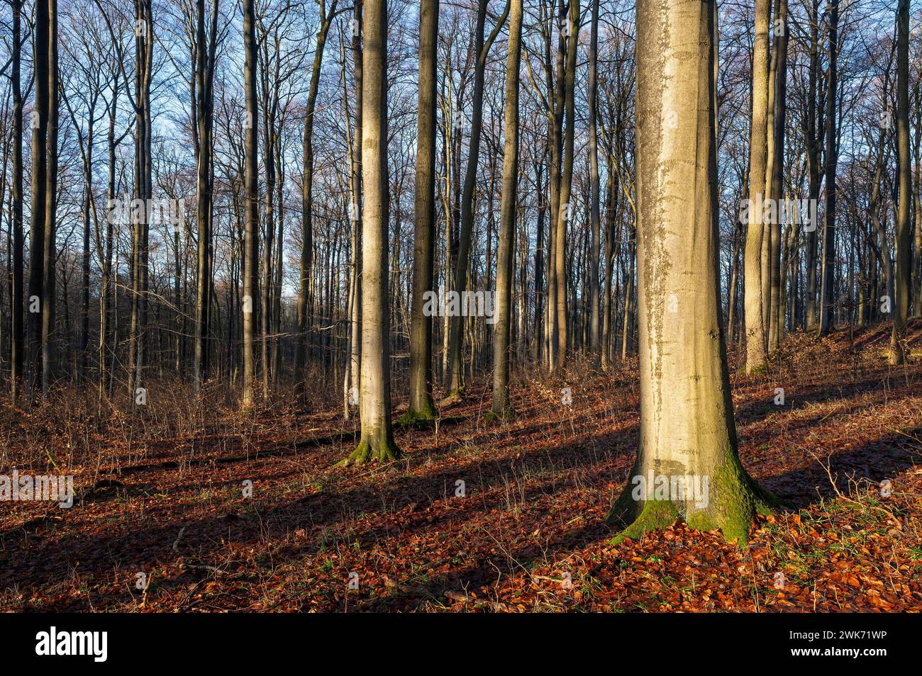European beech forest, common beeches (Fagus sylvatica), in autumn ...