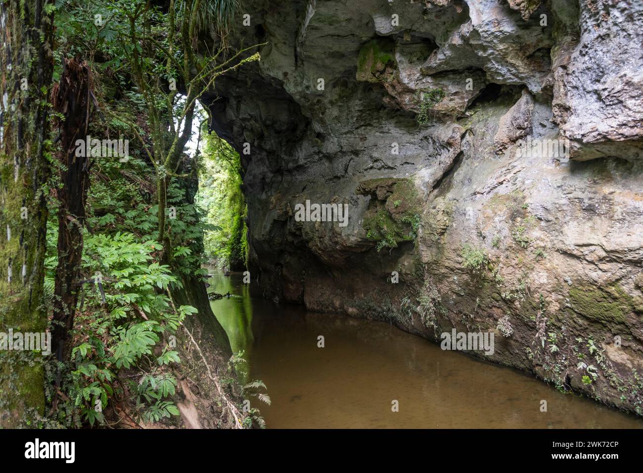 "Natural Bridge" limestone arch over river, Mangapohue Natural Bridge ...