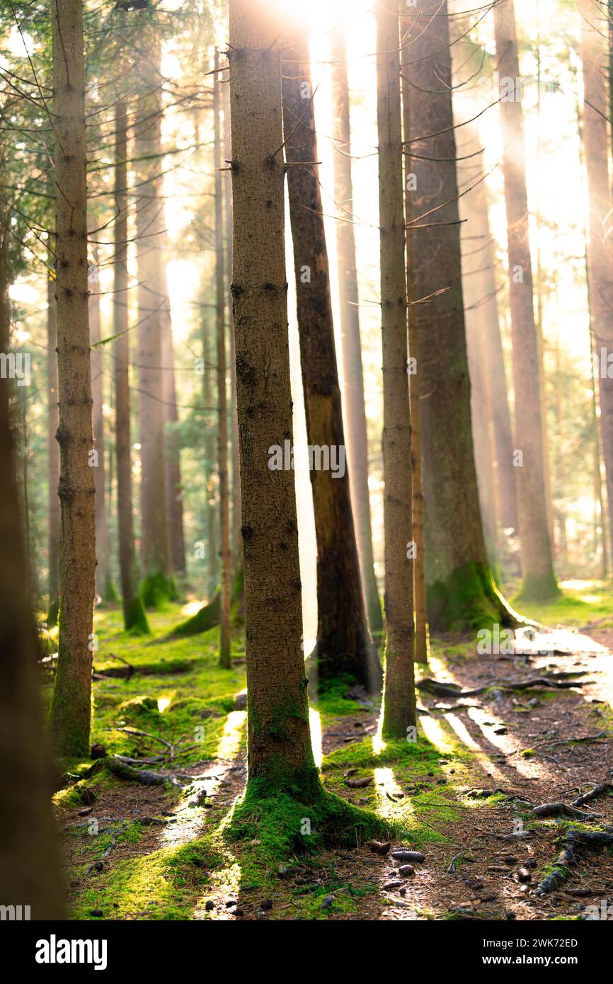 Canopy forest low angle moss hi-res stock photography and images - Alamy