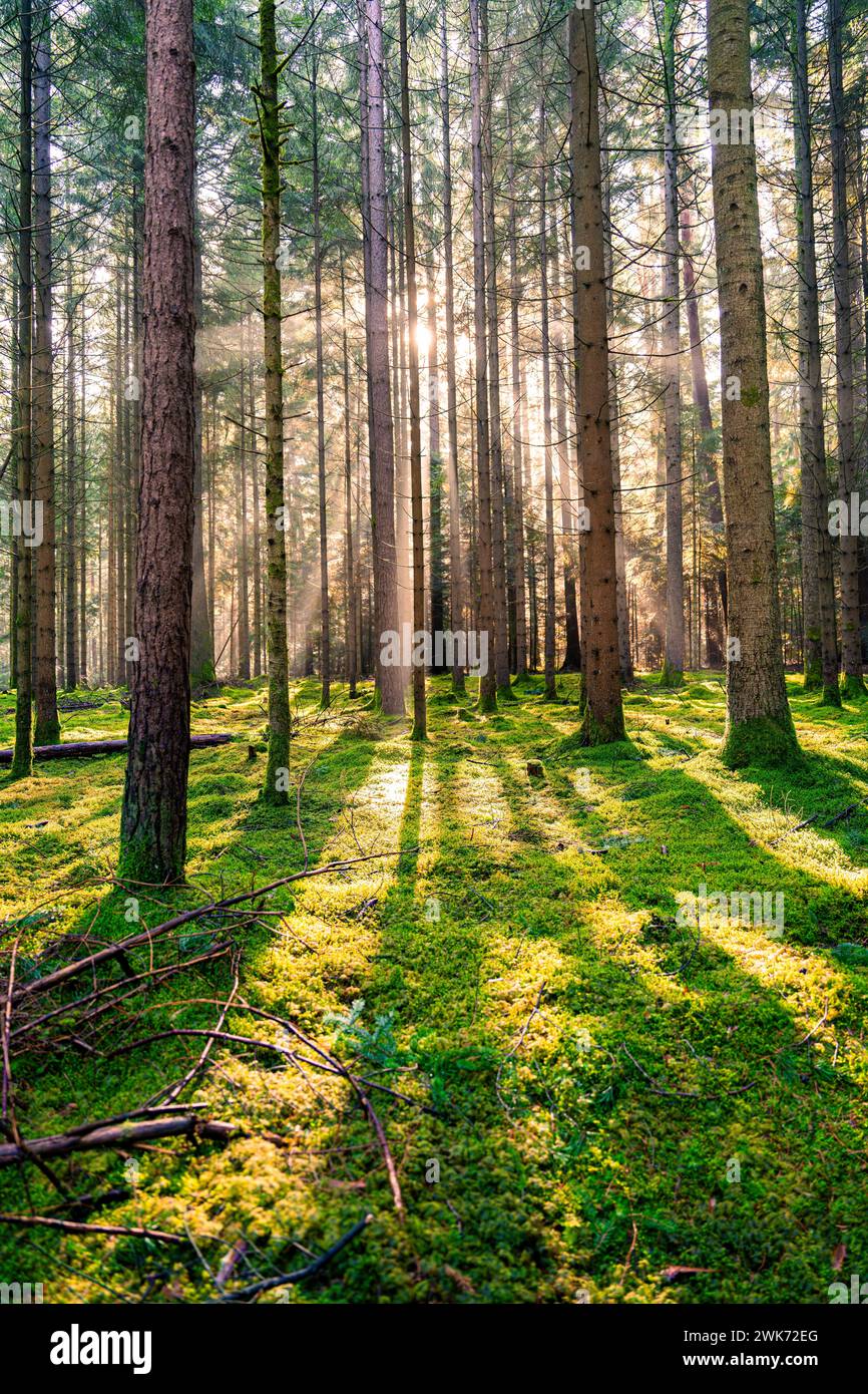 Sun shines through the forest and creates a dynamic pattern of light ...