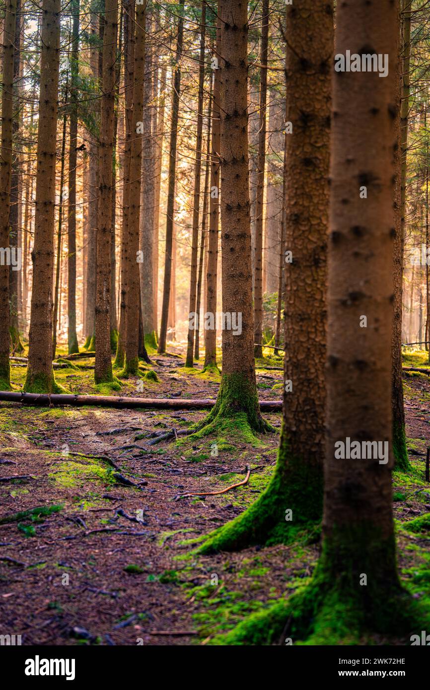 Light and shadow nature hi-res stock photography and images - Alamy