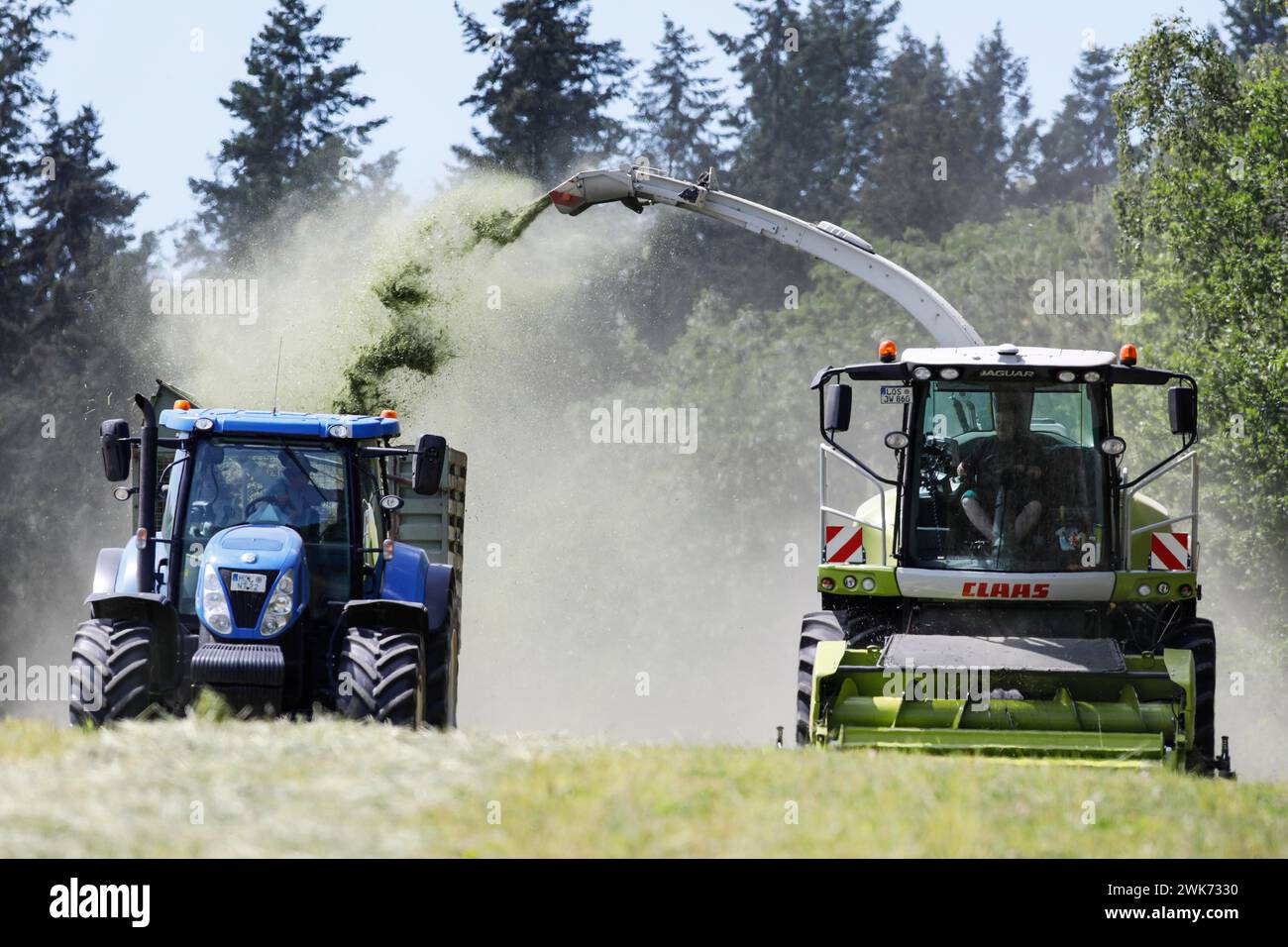 Forage harvesting on an organic farm A forage harvester transports the ...