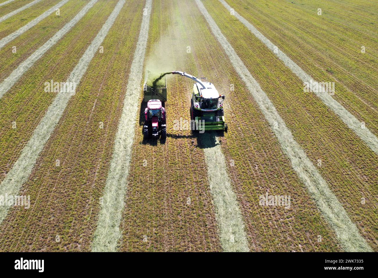 Aerial view of forage harvesting on an organic farm. A forage harvester ...