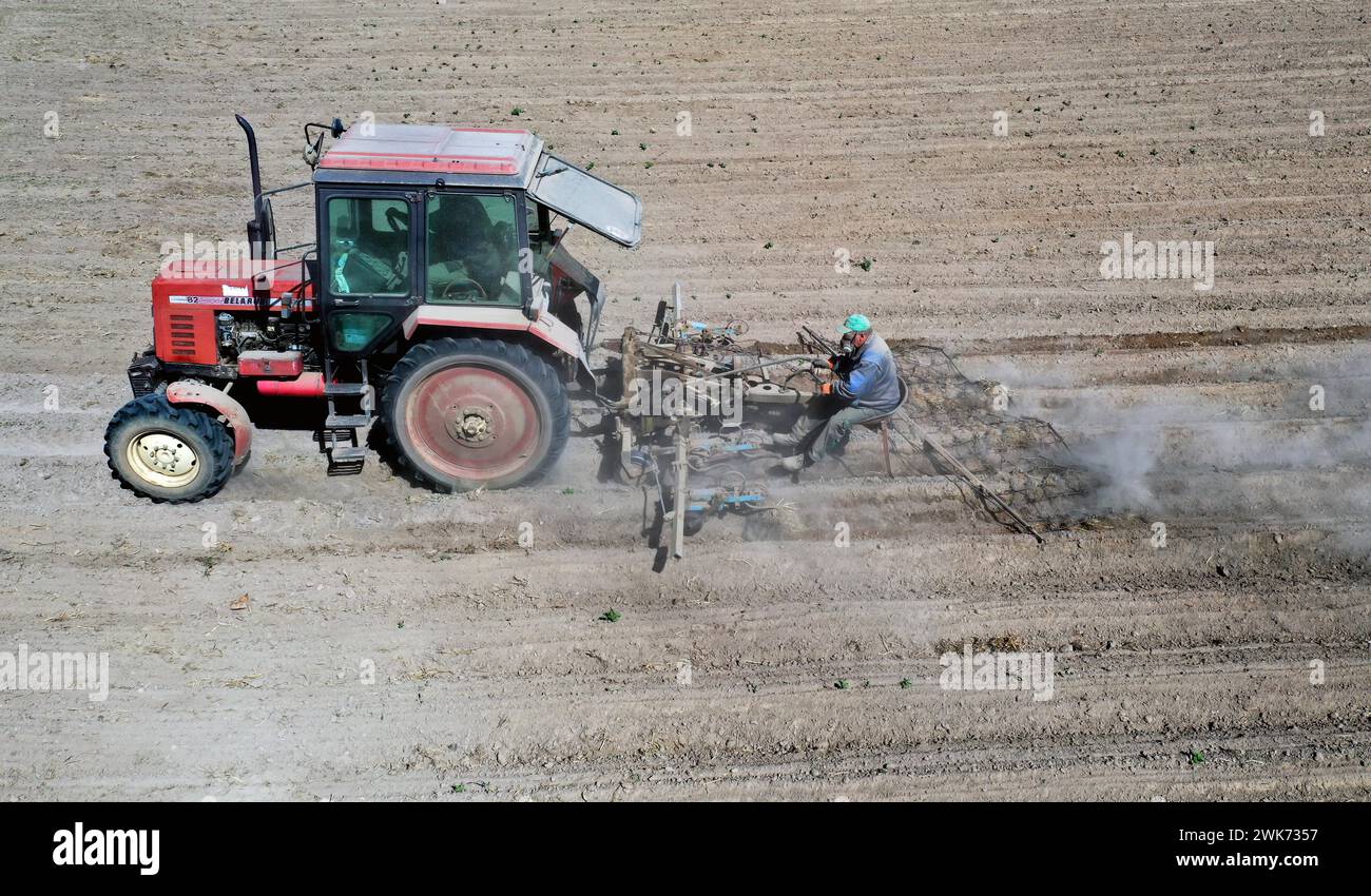 Tractor dragging a plume of dust behind it while working a potato field ...