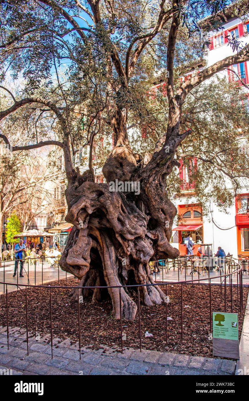 Protected tree, Palma de Majorca, Spain Stock Photo - Alamy
