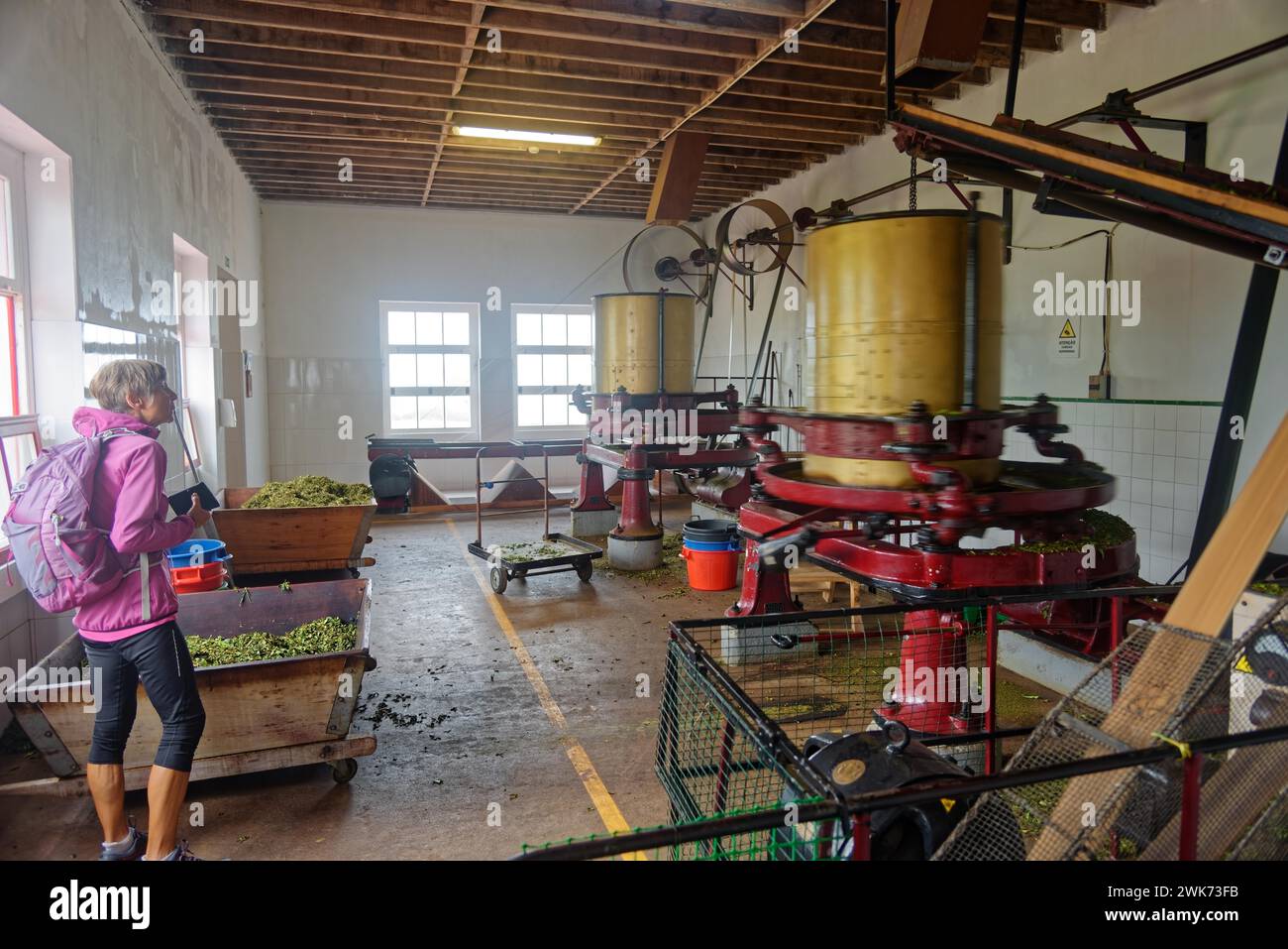 A woman explores a tea processing factory with various machines, tea ...
