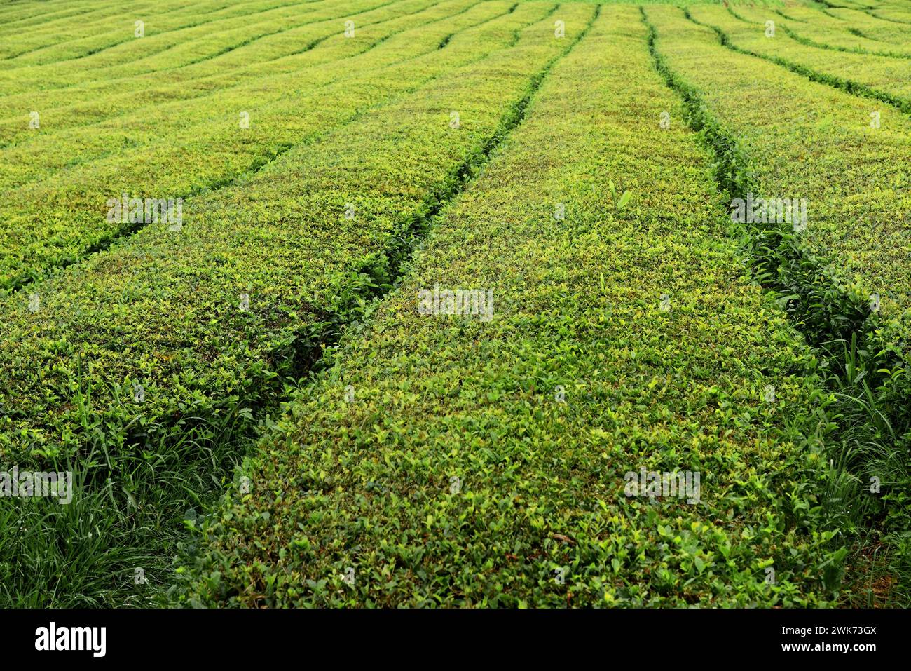 Orderly green tea plantation fields with clear lines in agriculture ...