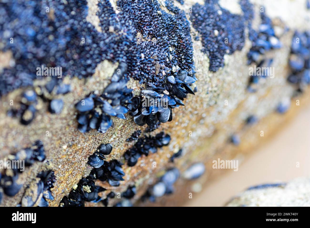 Mytilus (Mytilidae), Kaiteriteri, New Zealand Stock Photo - Alamy