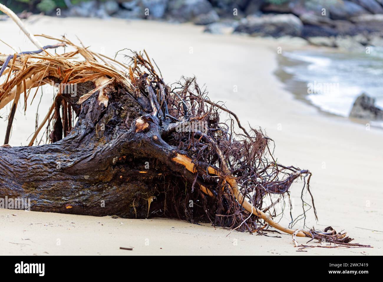 Tree remains, flotsam and jetsam, Kaiteriteri, New Zealand Stock Photo ...