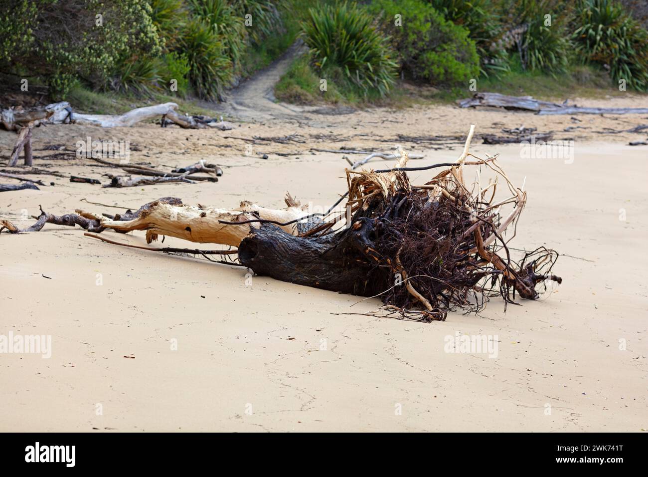 Tree remains, flotsam and jetsam, Kaiteriteri, New Zealand Stock Photo ...
