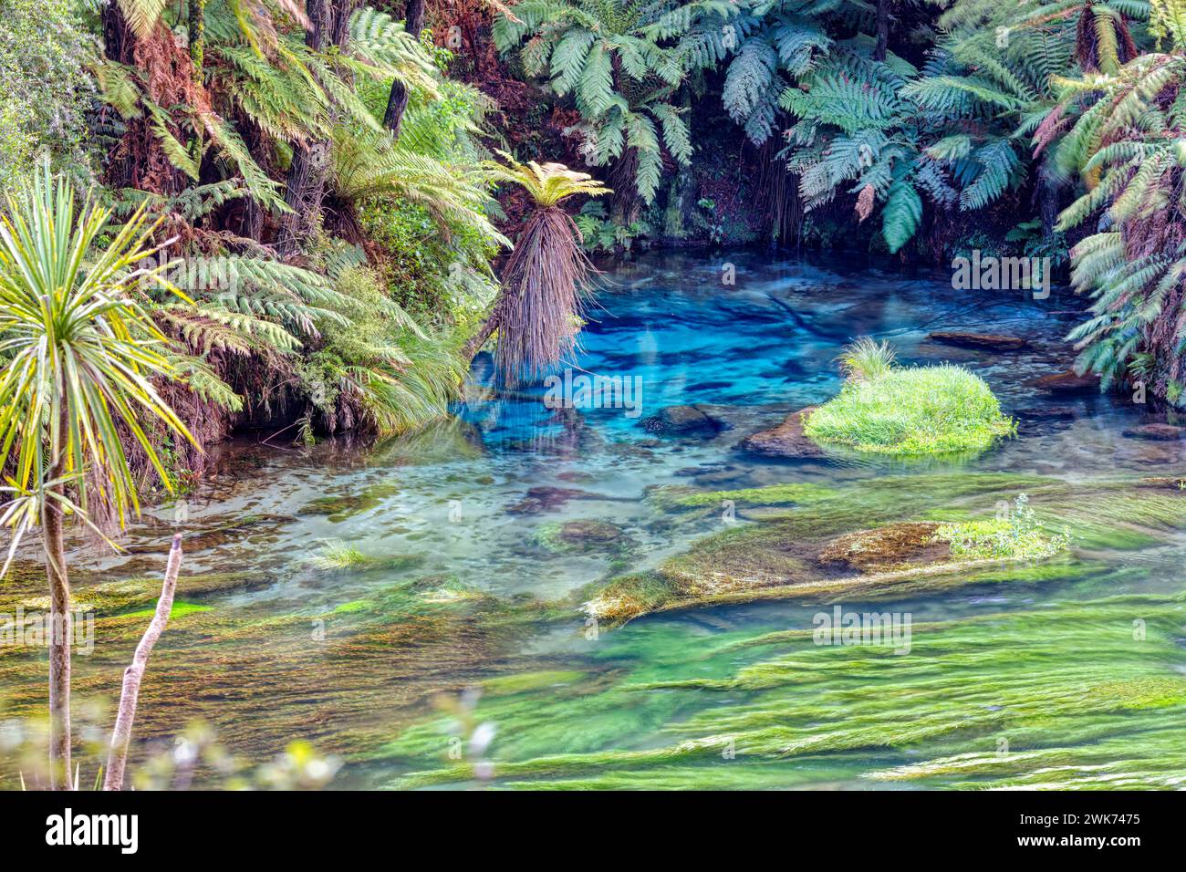 Blaue Quelle Putaruru, Neuseeland Stock Photo - Alamy