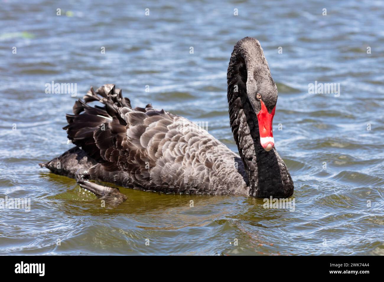 Black Swan (Cygnus atratus), Rotorua, Lake, New Zealand Stock Photo - Alamy