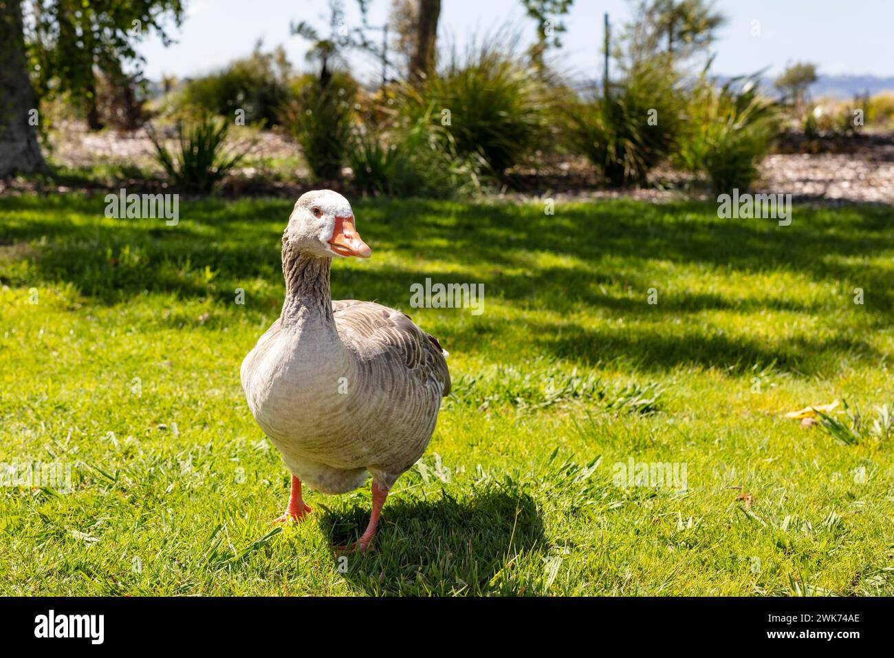 New zealand geese hi-res stock photography and images - Alamy