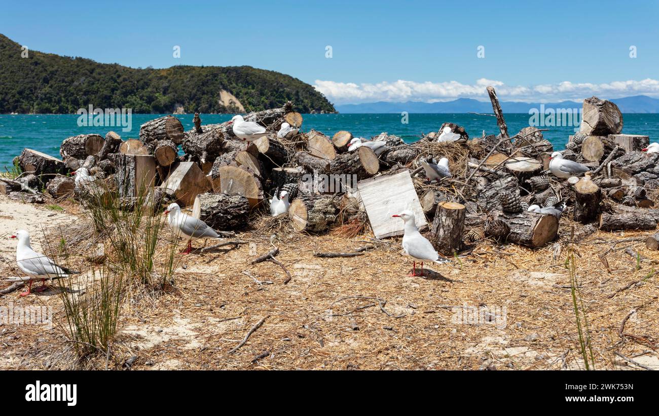 Wood, Abel Tasman Coast Track, Apple Tree Bay, Kaiteriteri, New Zealand ...