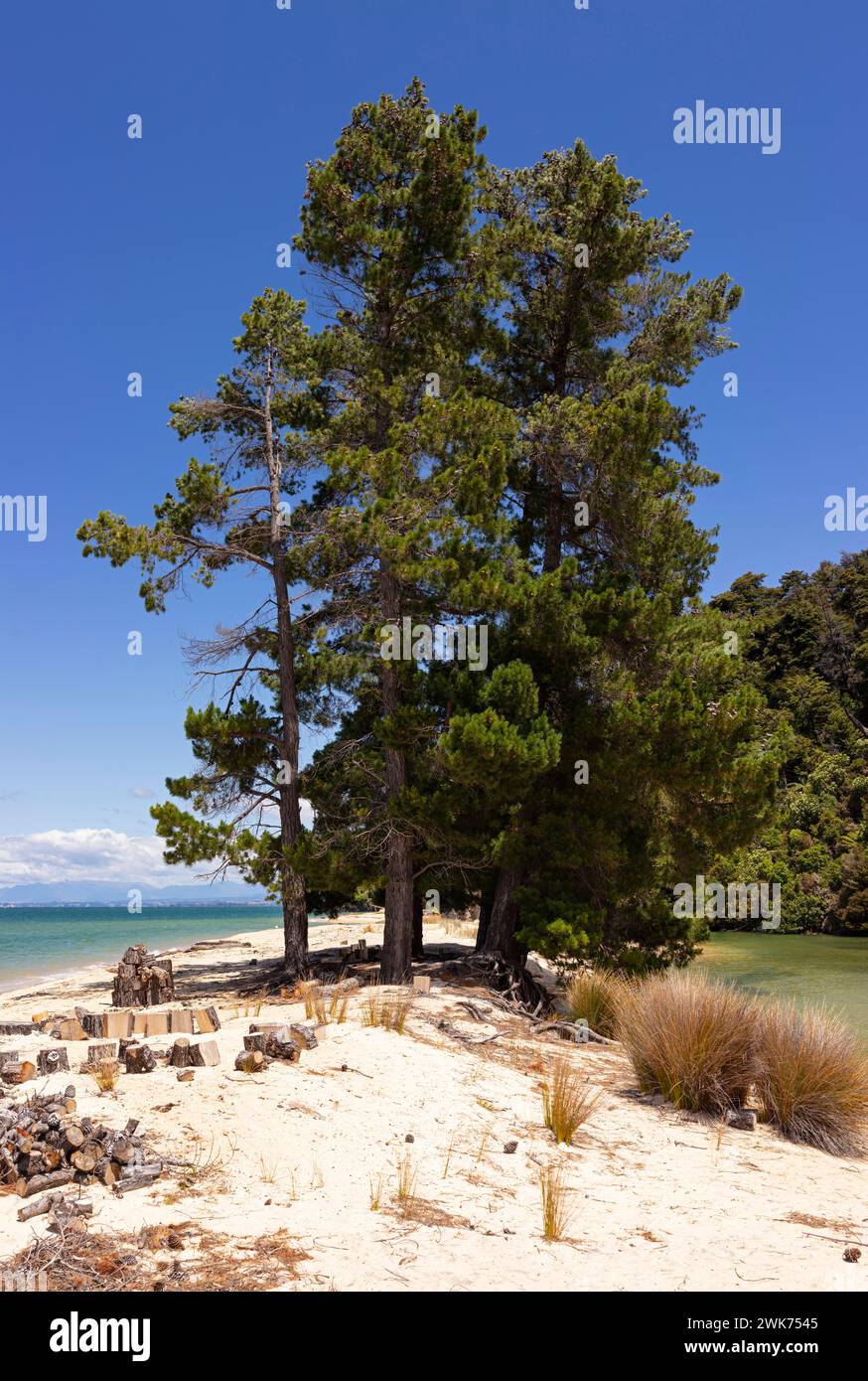 Beach apple tree hi-res stock photography and images - Alamy