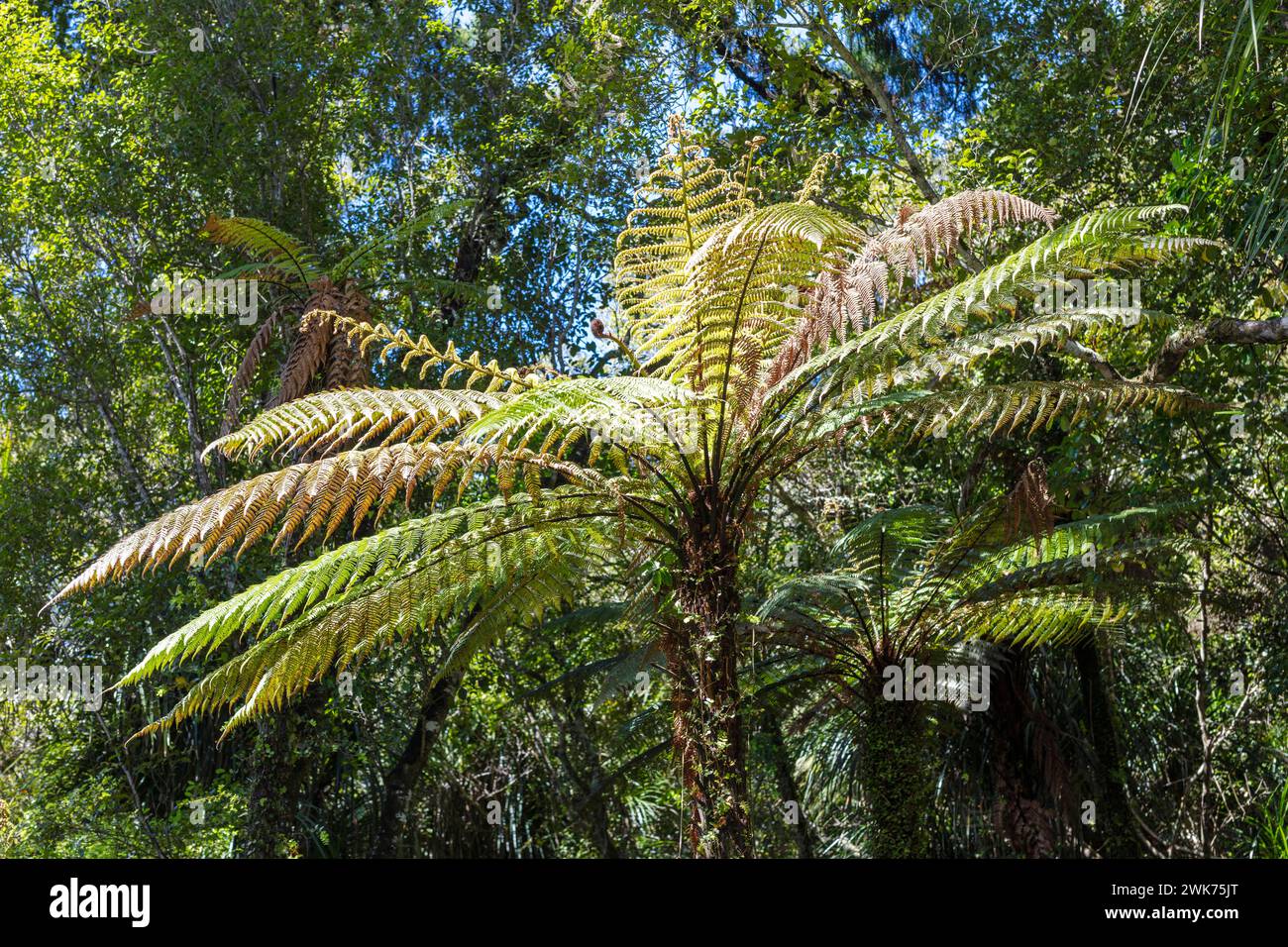 Silver tree fern (Cyathea dealbata), Ship Creek, New Zealand Stock ...