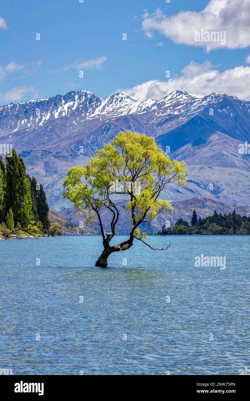 Crack willow (Salix fragilis), Wanaka tree, Lake Wanaka, Otago, New ...