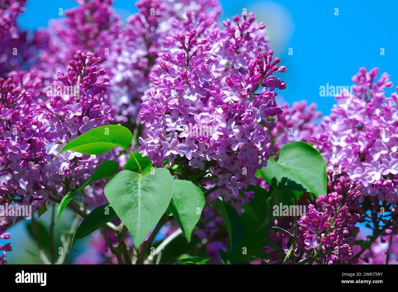 Common Lilac flowers (Syringa vulgaris Stock Photo - Alamy