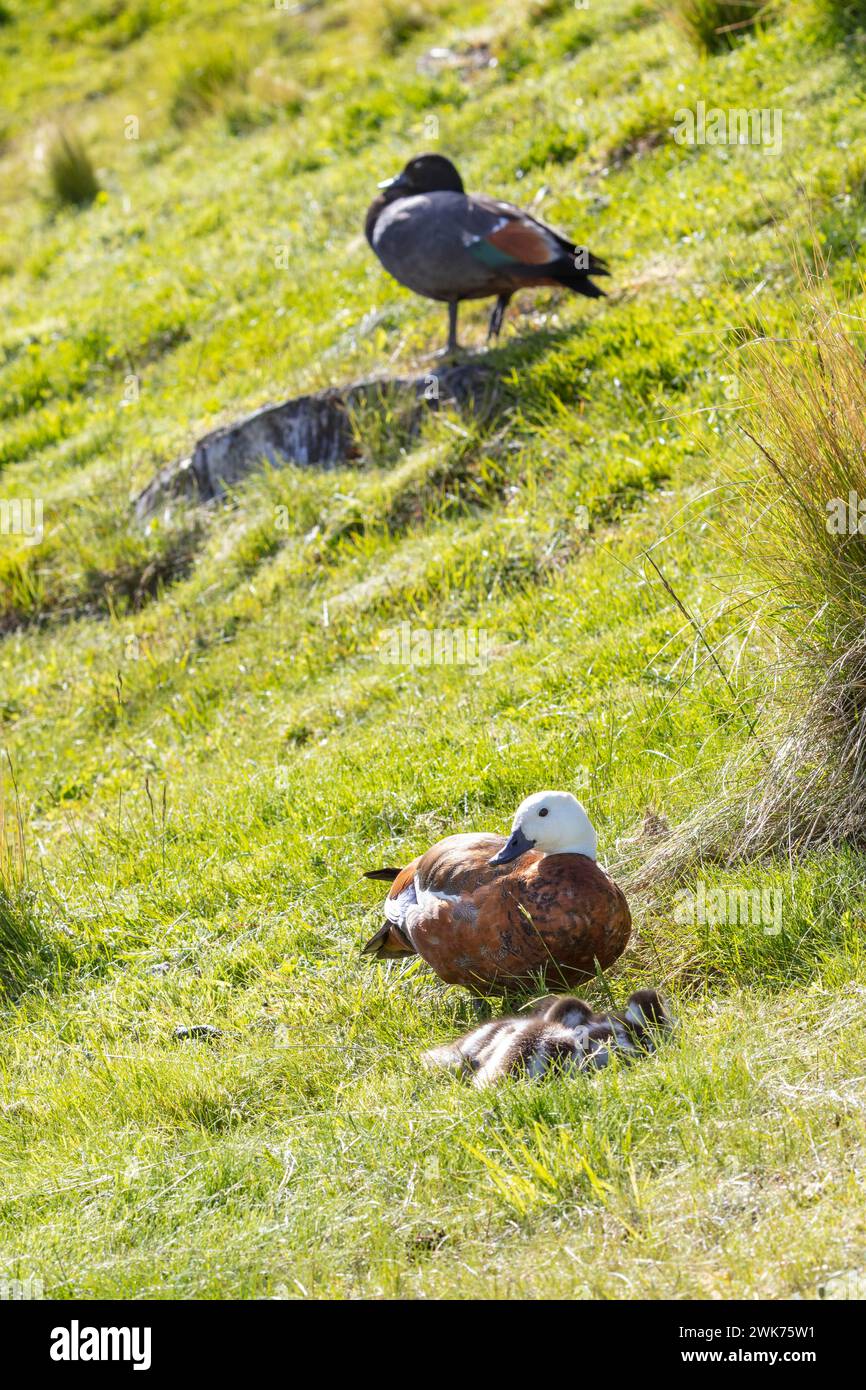 Maori duck (Aythya novaeseelandiae), Ben Lomond mountain, Queenstown ...