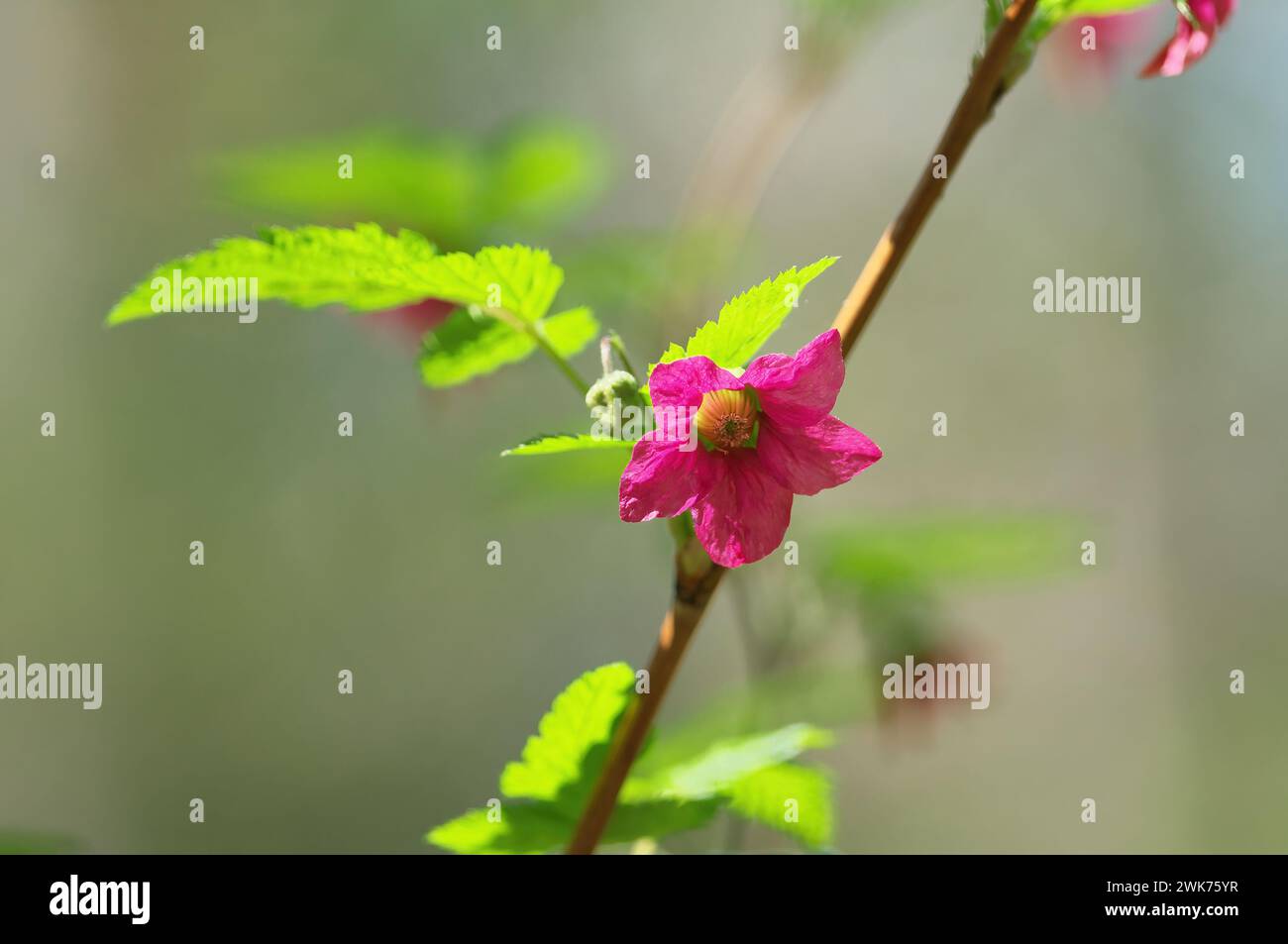 Salmonberry Blossom (Rubus spectabilis Stock Photo - Alamy