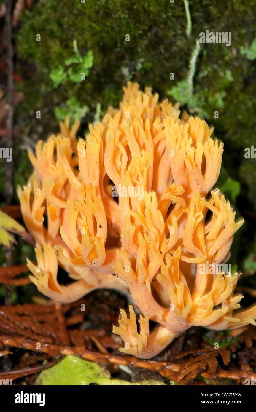 Coral Fungus (Ramaria leptoformosa Stock Photo - Alamy