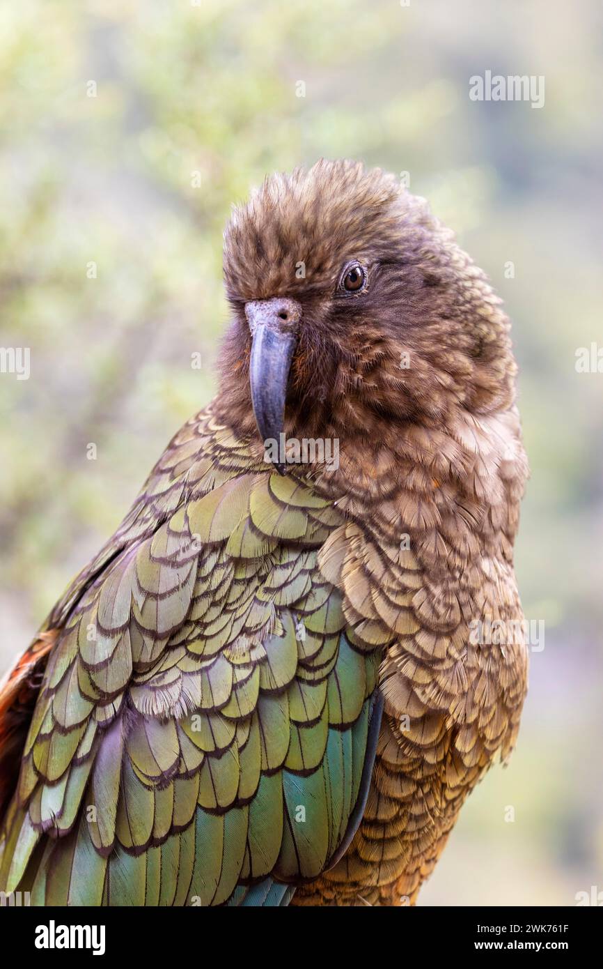 Nestor genus hi-res stock photography and images - Alamy