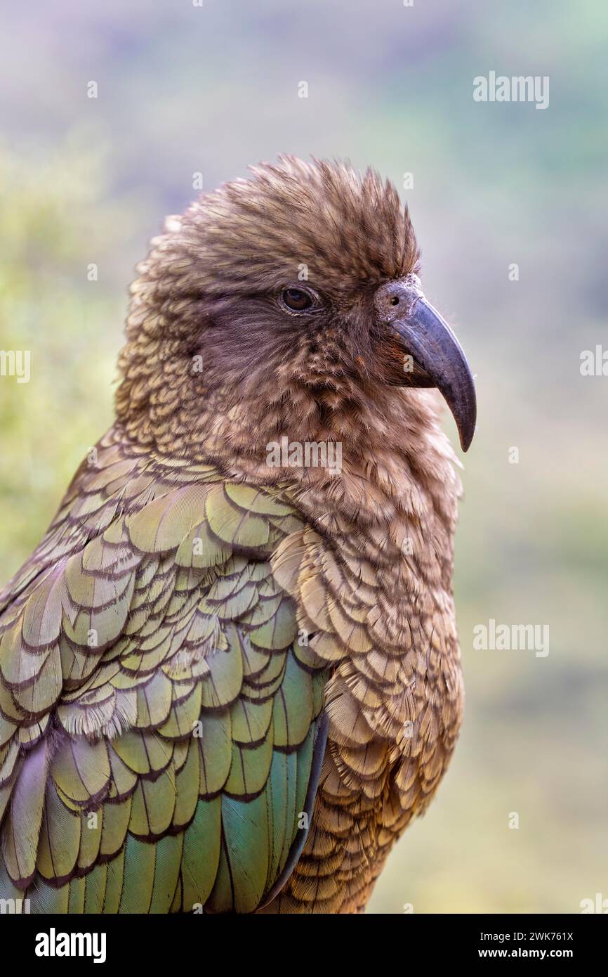 Nestor genus hi-res stock photography and images - Alamy