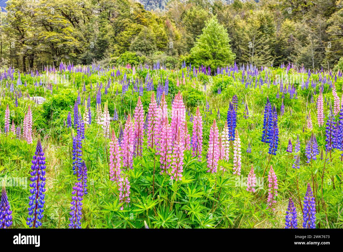 Lupins (Lupinus), Fiordland National Park, New Zealand Stock Photo - Alamy