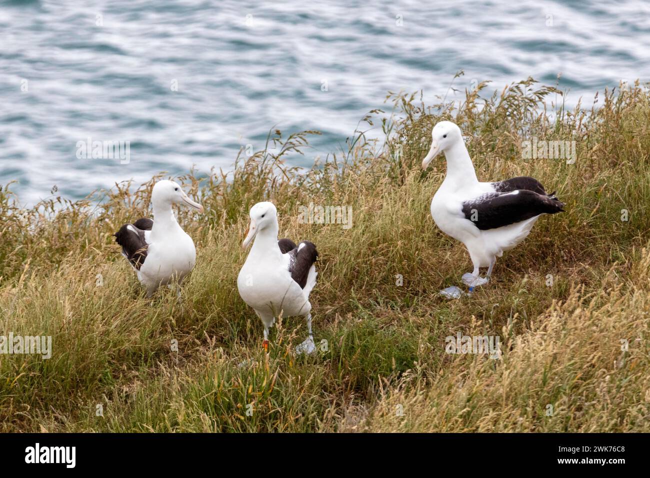 Albatros (Diomedea sanfordi), Taiaroa Head, Otago Peninsula, Neuseeland ...