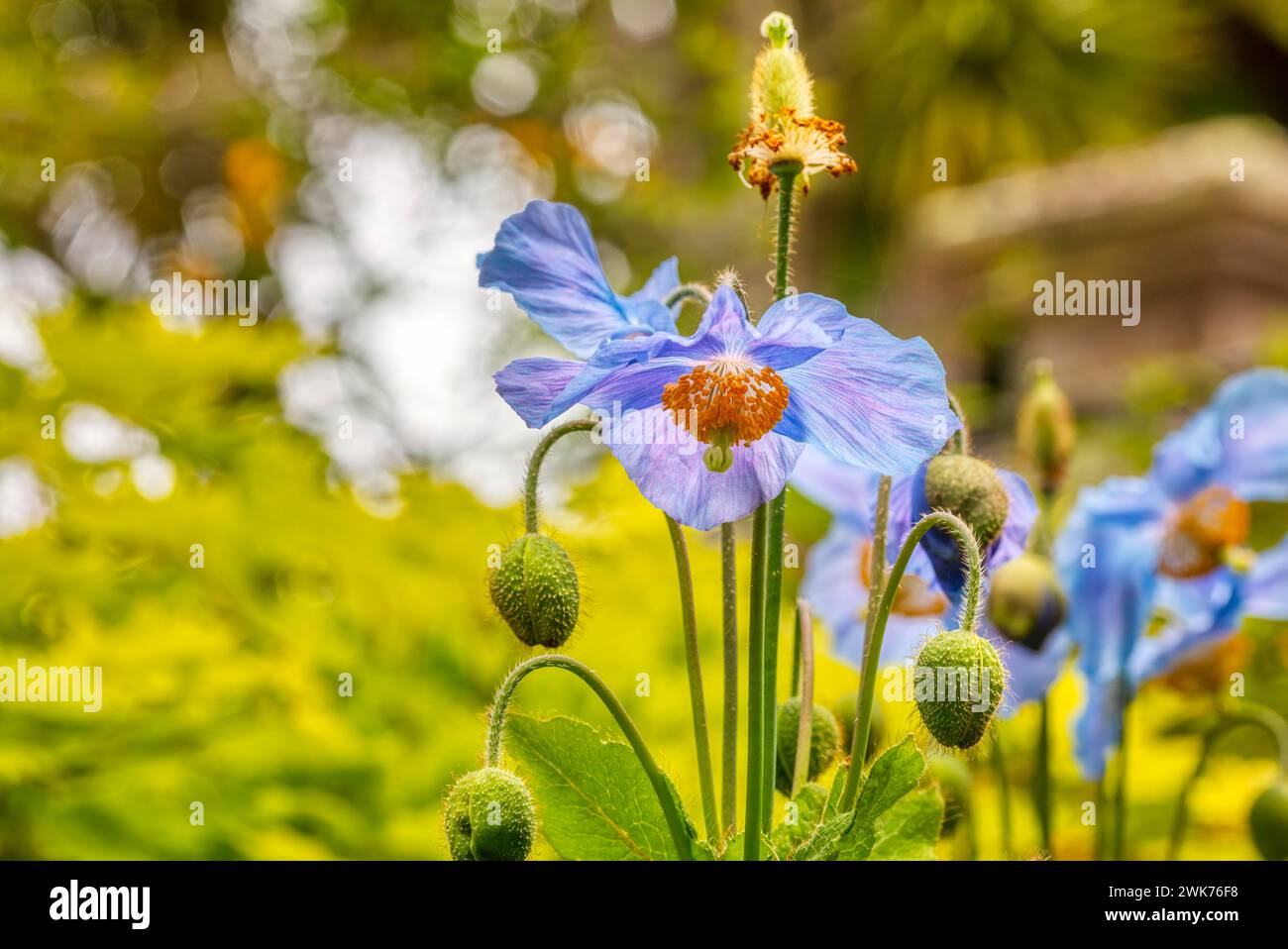 Poppy (Meconopsis), Flowers, Larnach Castle, garden, Dunedin, New ...