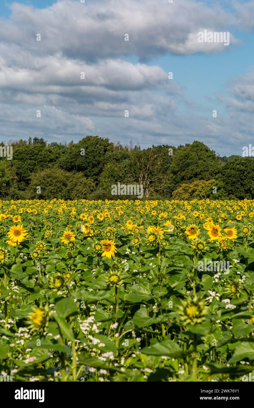 A crops of sunflowers growing in the summer sunshine in Sussex Stock ...