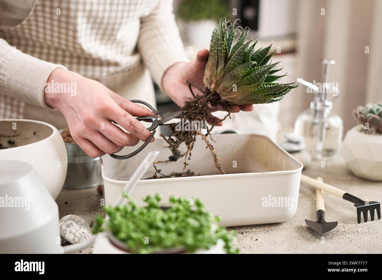 Woman cutting Aloe Aristata house plant roots before planting Stock ...