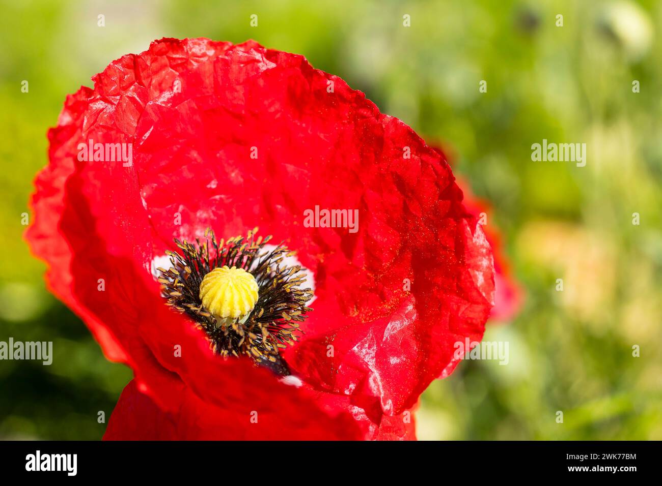 voll geöffnete Blüte vom Mohn papaver *** Fully opened flower of the ...