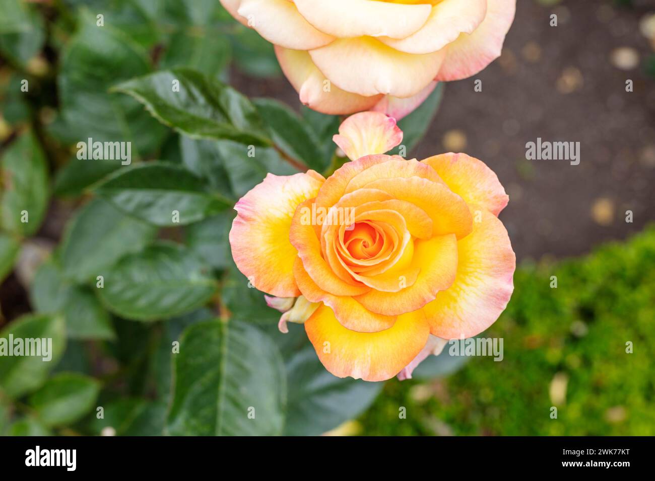 Rosa foetida hi-res stock photography and images - Alamy