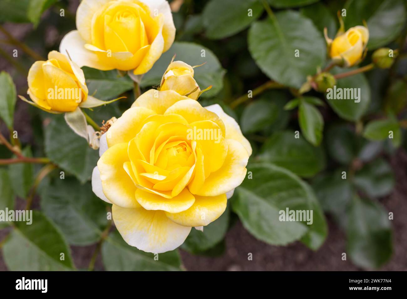 Gelbe Rose (Rosa foetida Herrm.), Botanische Gaerten, Christchurch ...