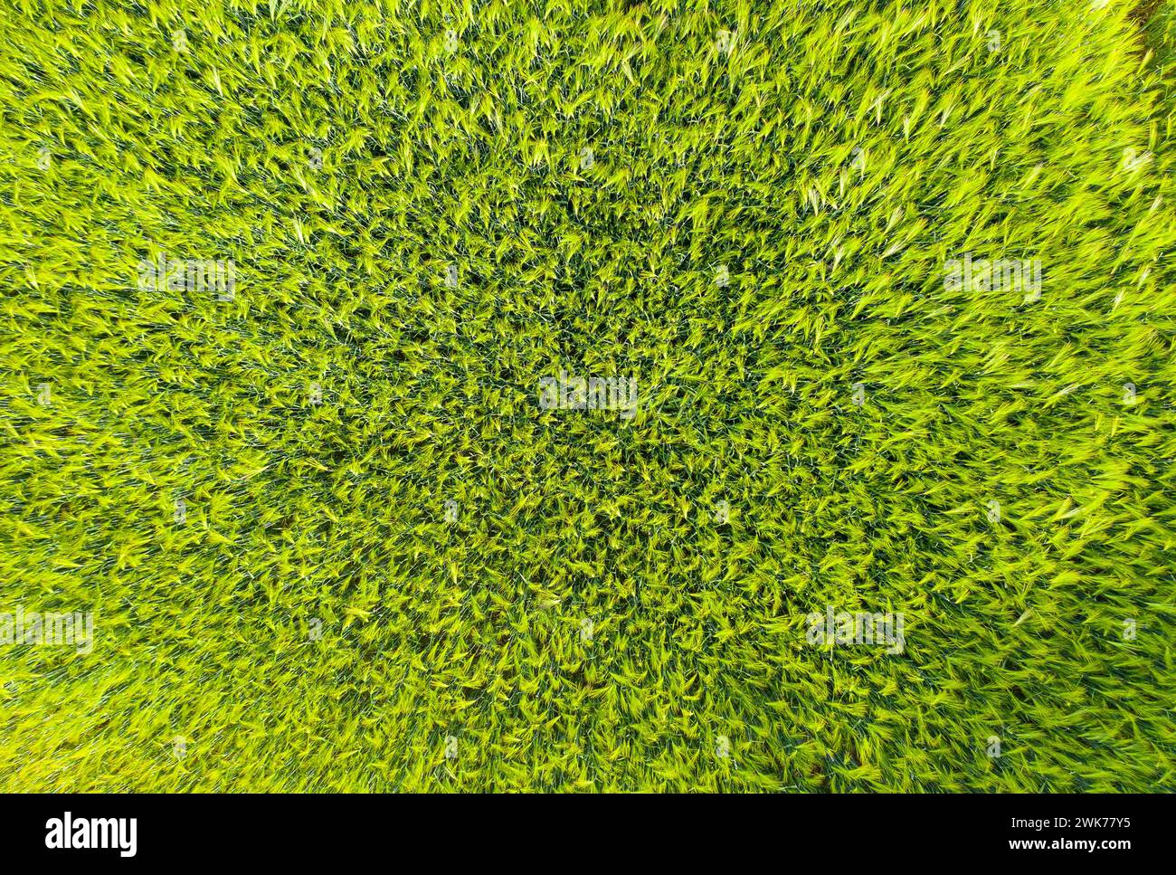 Muster von junger Gerste Hordeum vulgare, die sich im Wind bewegt ...