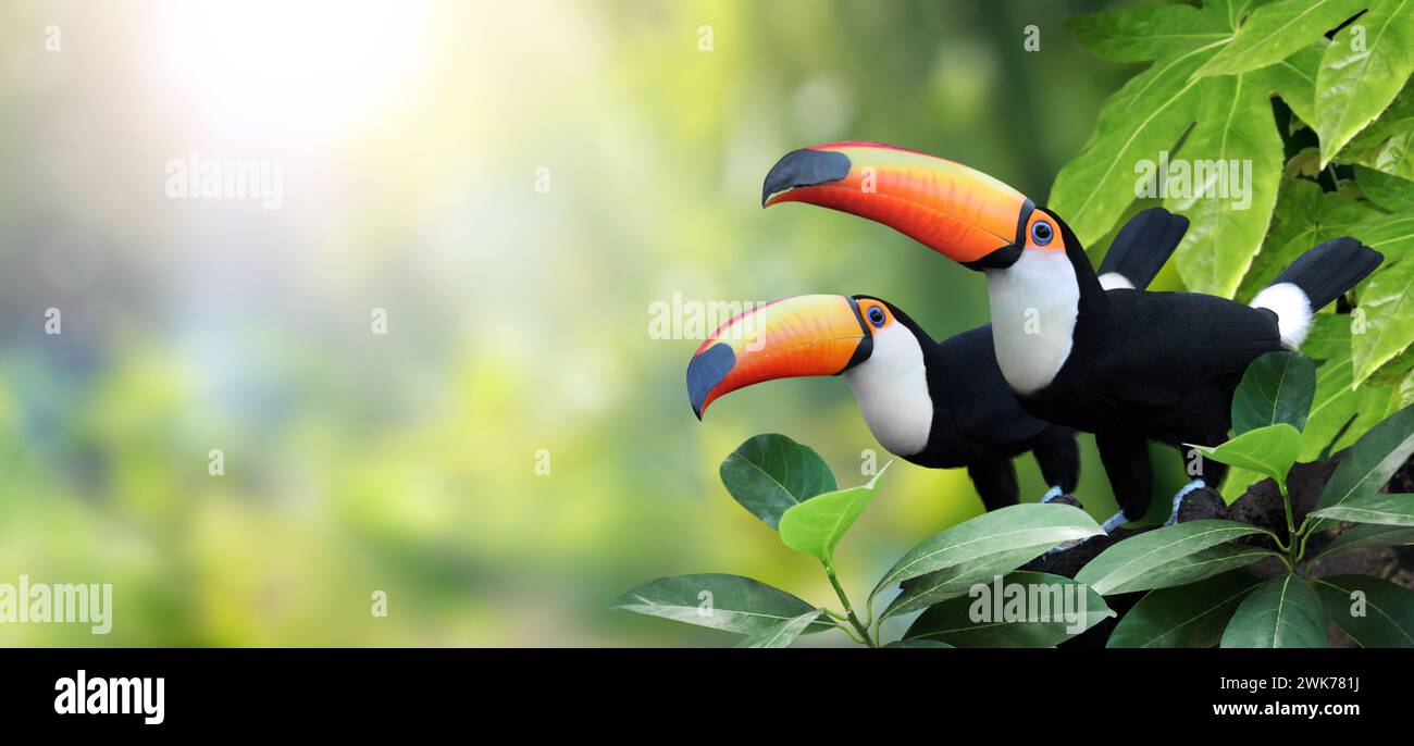 Horizontal banner with two beautiful colorful toucan birds ...